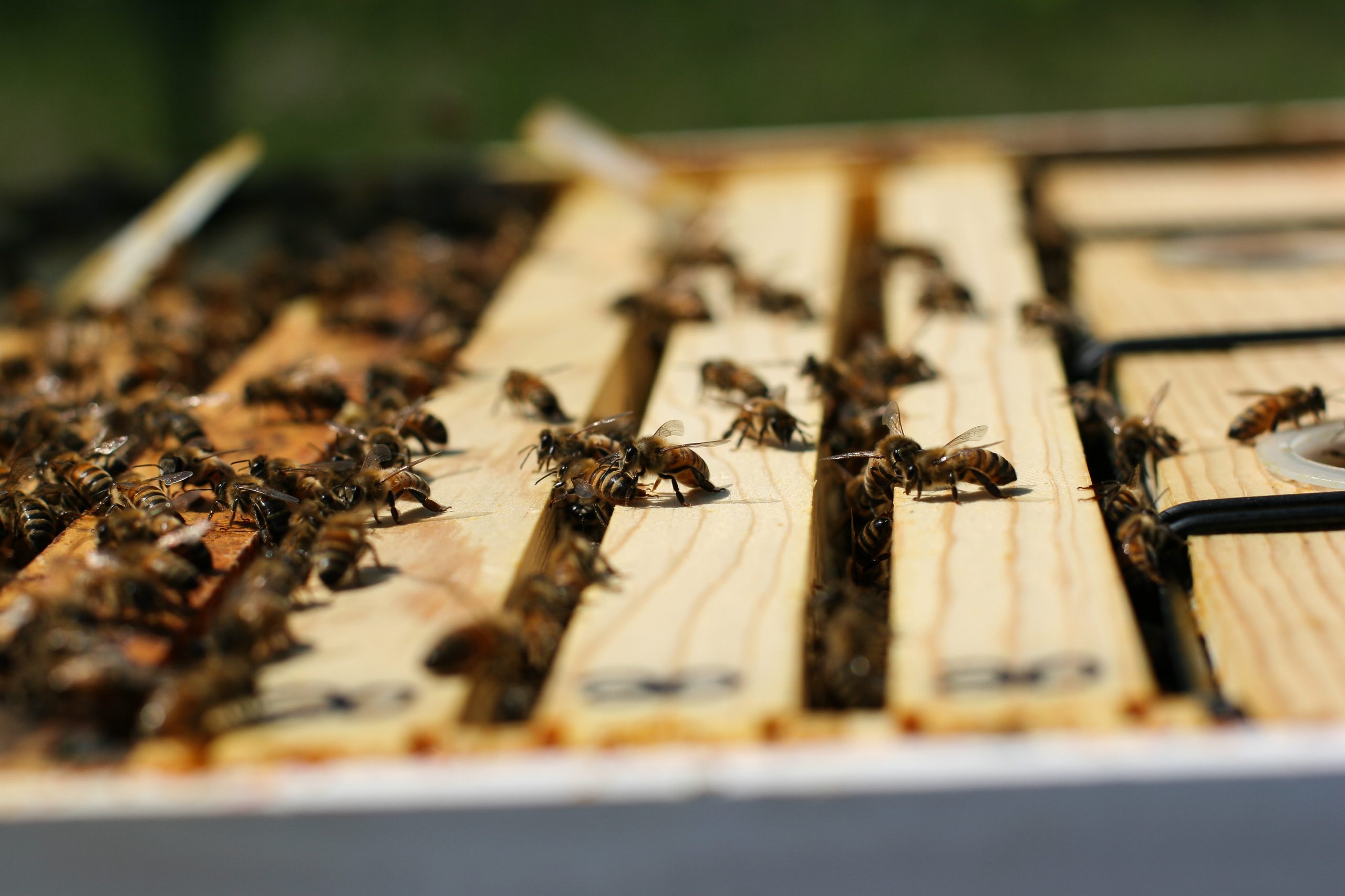 Bee Vet | Bee Culture