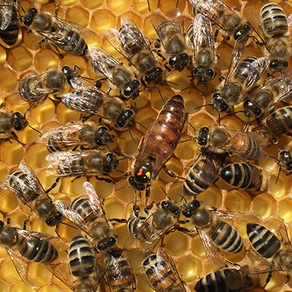 Russian Honey Bees April 4, 2025 Packages Of CERTIFIED RUSSIAN BEES
