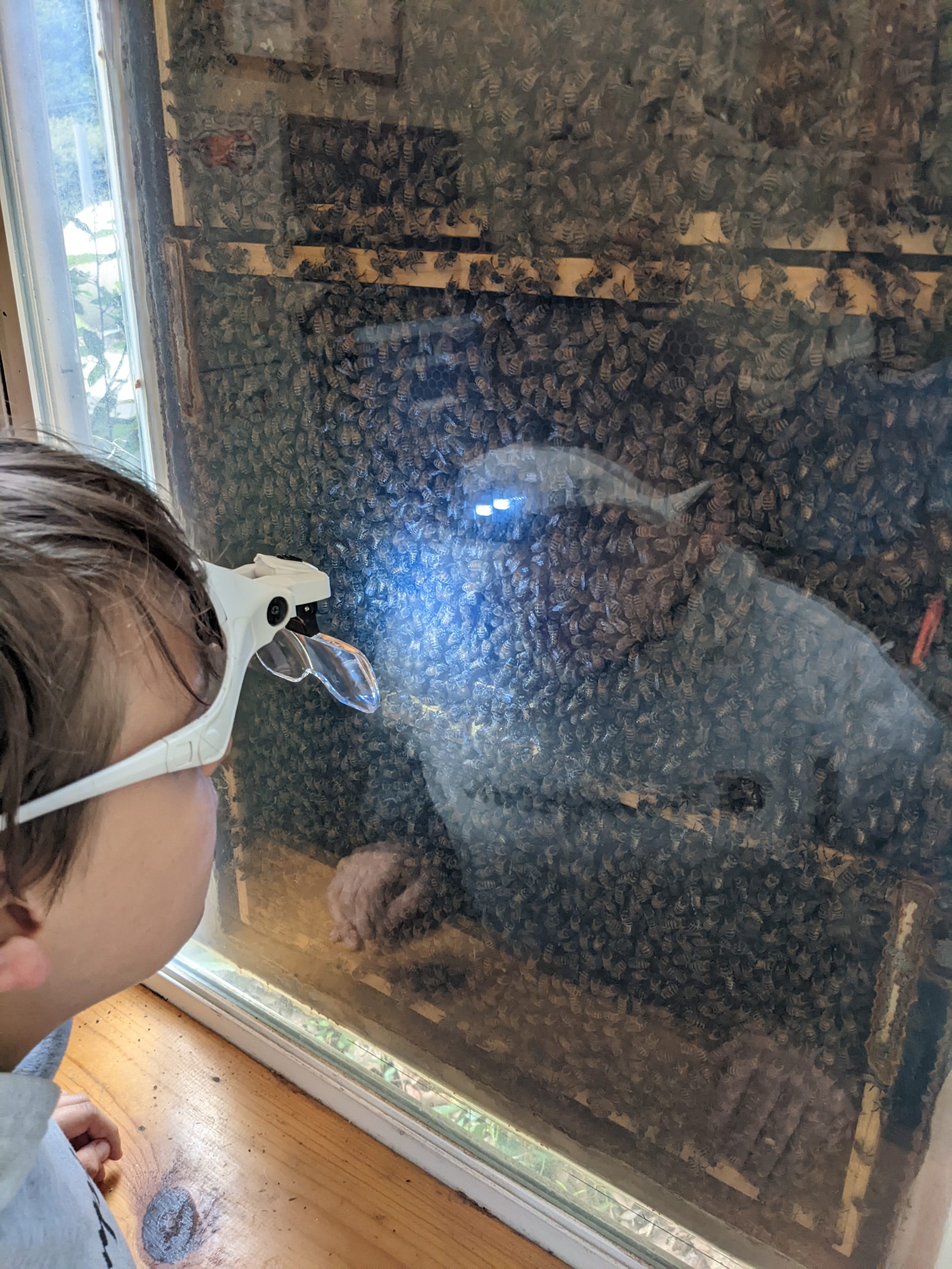 Home Observation Hives | Bee Culture