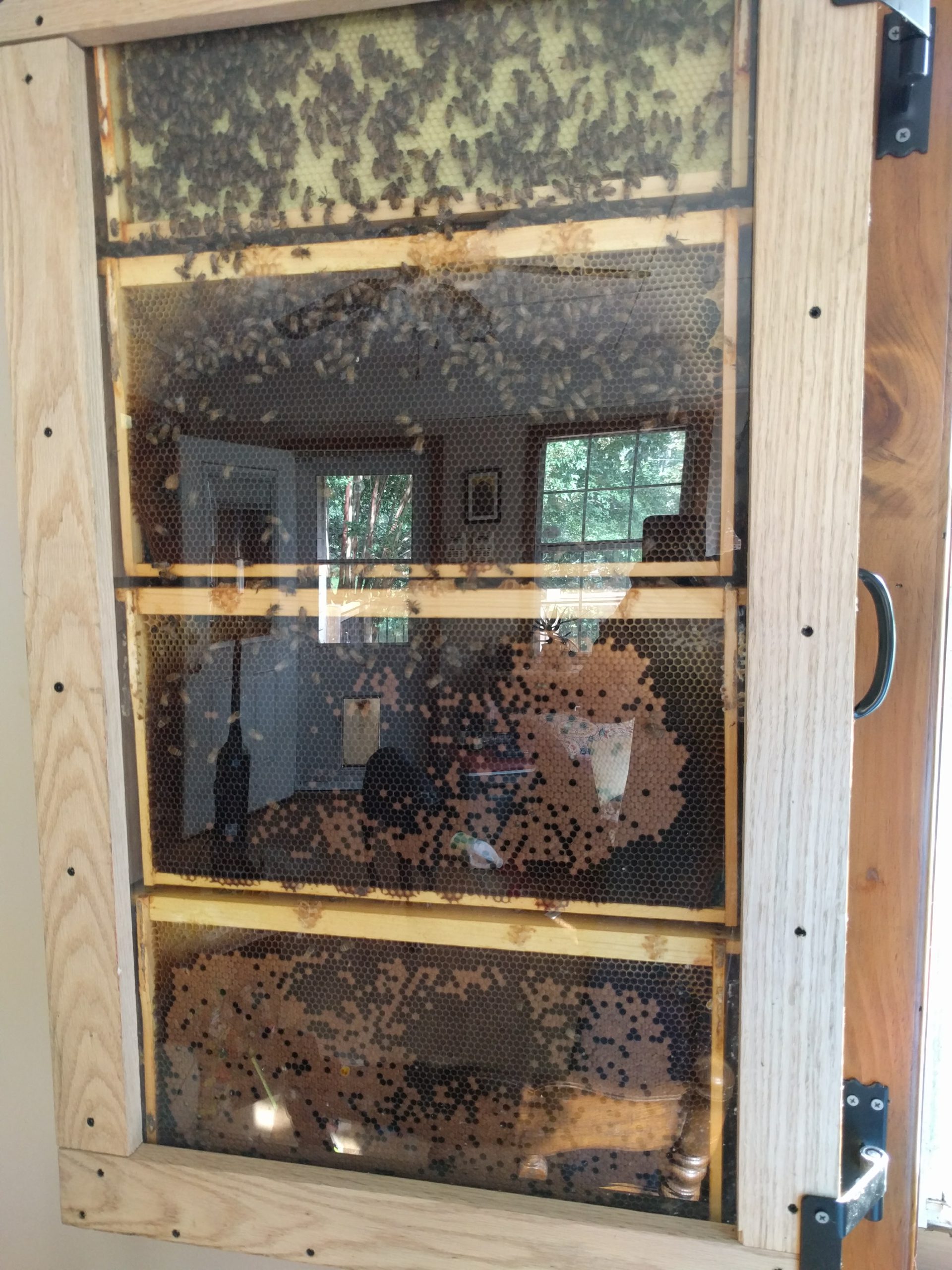 Home Observation Hives | Bee Culture
