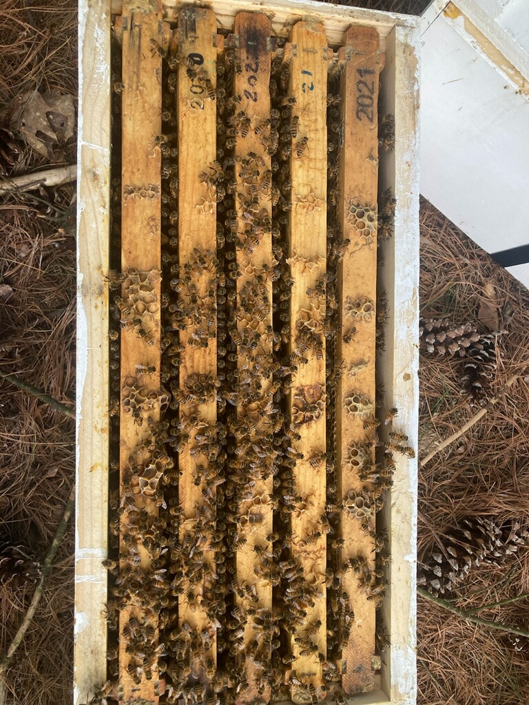Minding Your Bees and Cues | Bee Culture