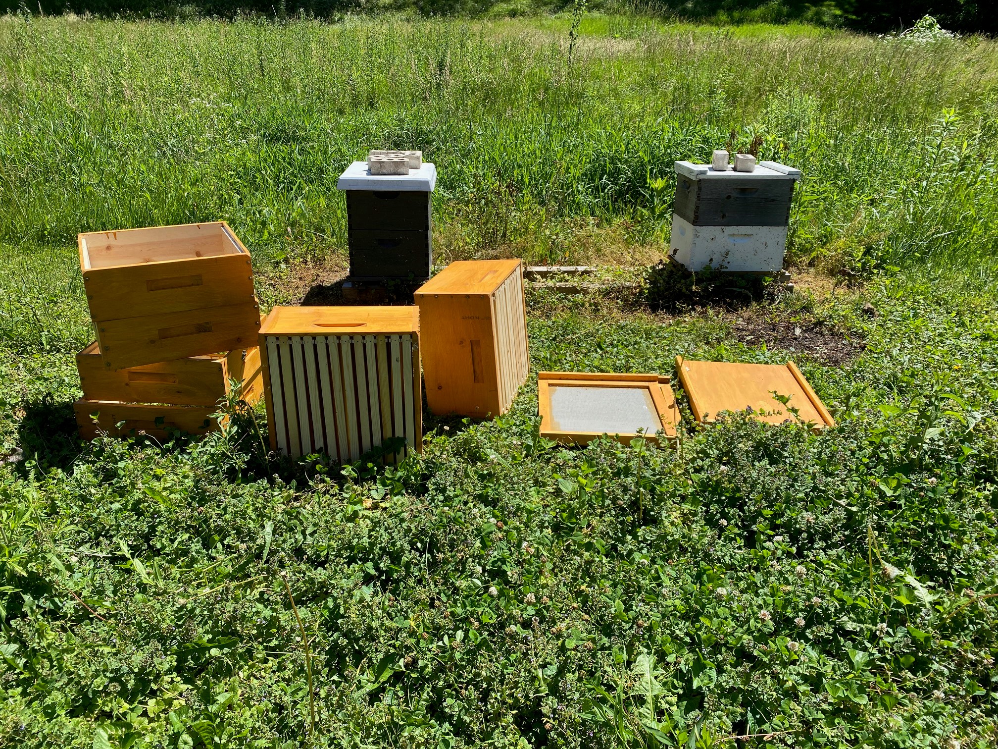 Study Hall | Bee Culture