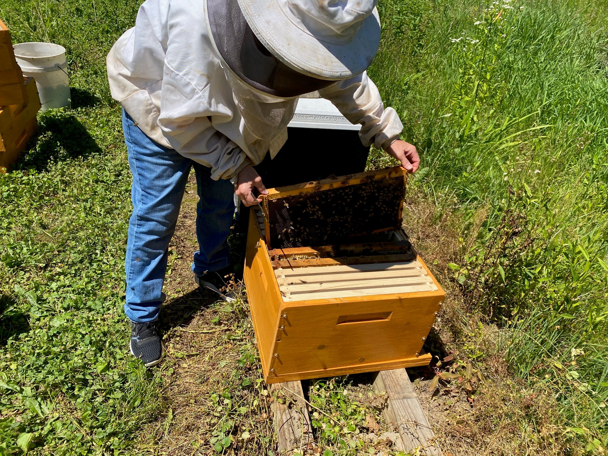 Study Hall | Bee Culture