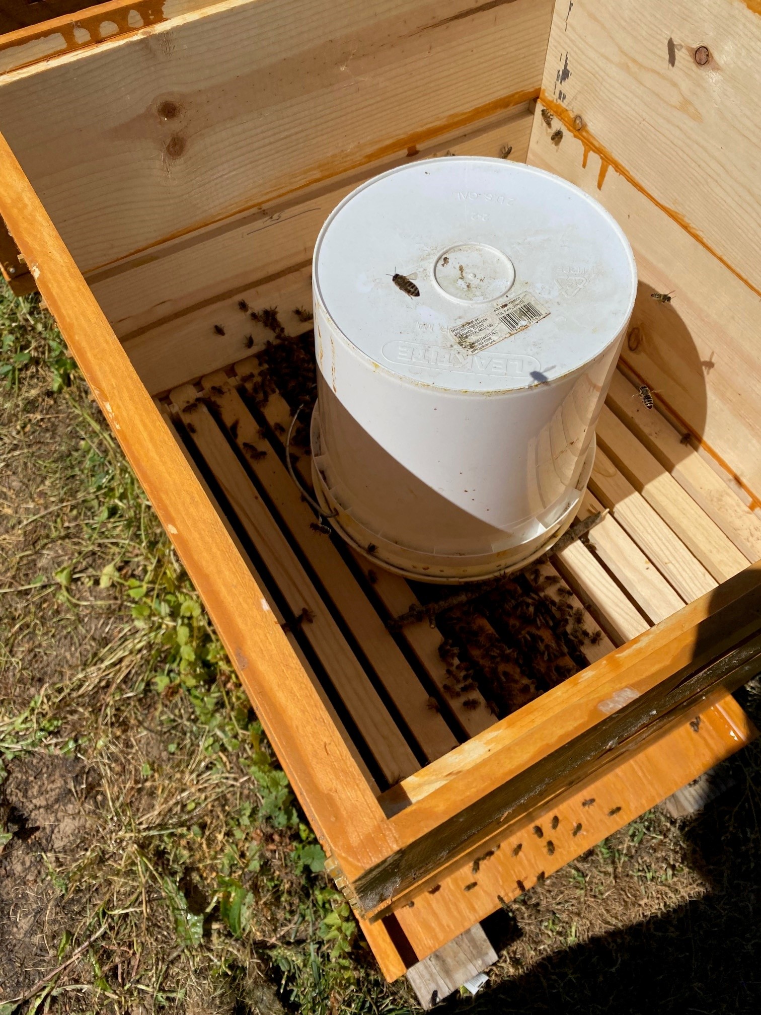 Study Hall | Bee Culture