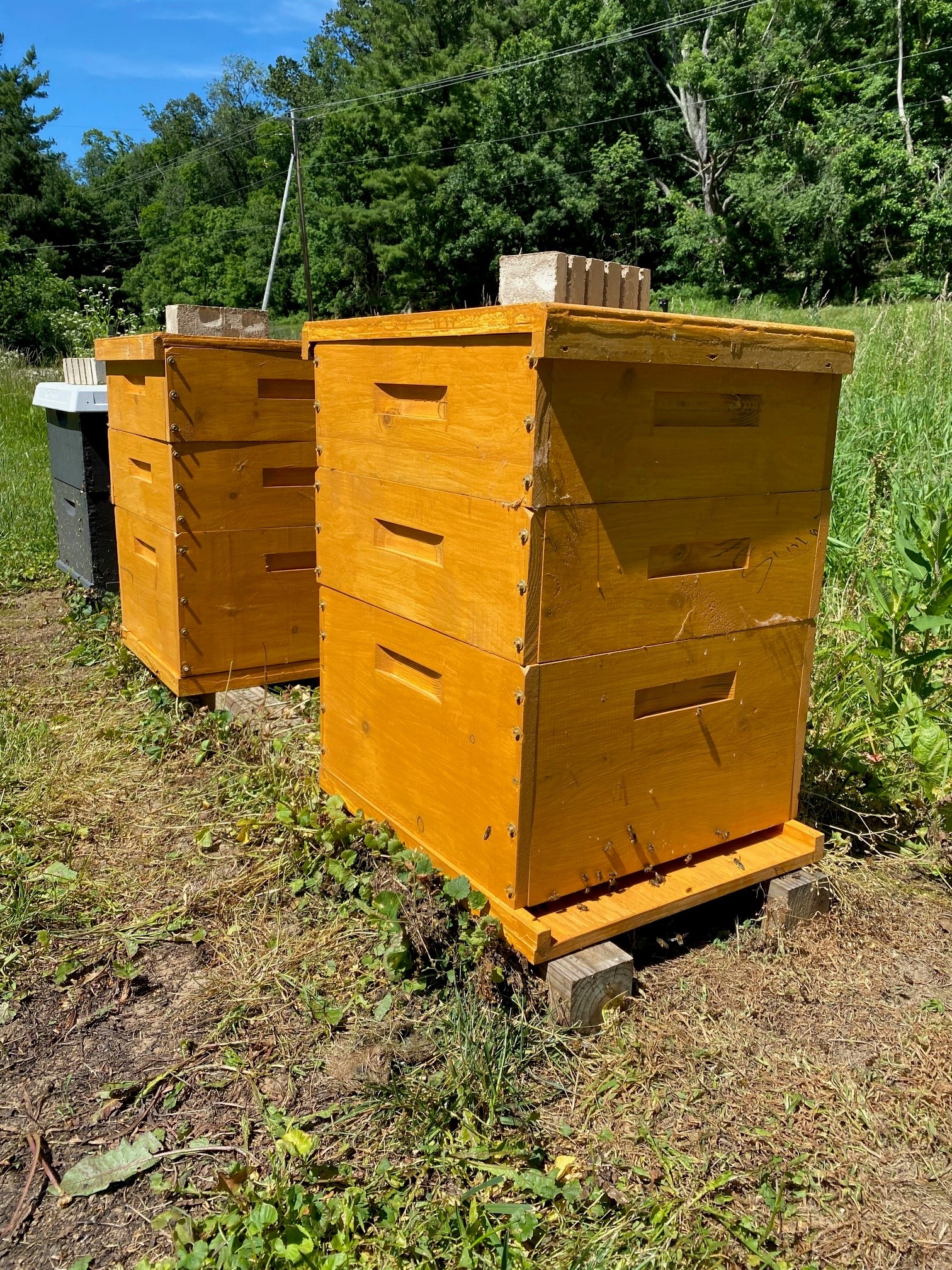 Study Hall | Bee Culture