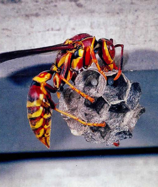 What is a Bee? | Bee Culture