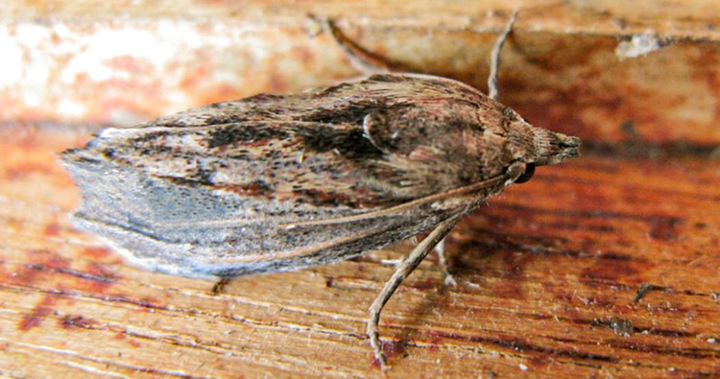 Wax Moths and Honey Bees | Bee Culture