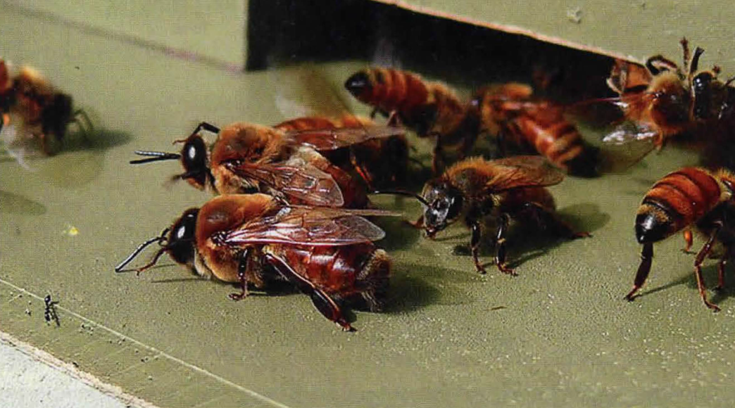 Drones | Bee Culture