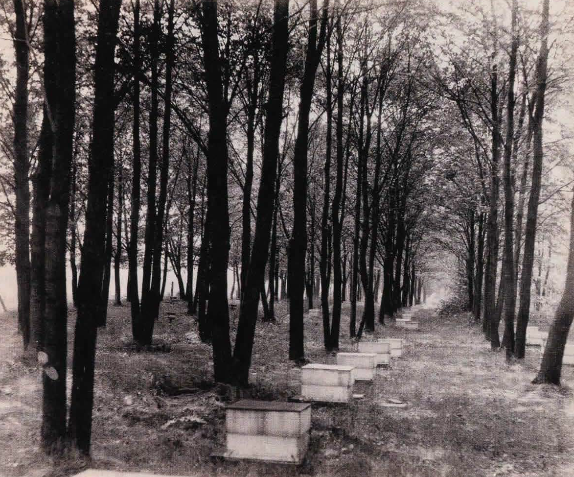 The Story of A.I. Root | Bee Culture