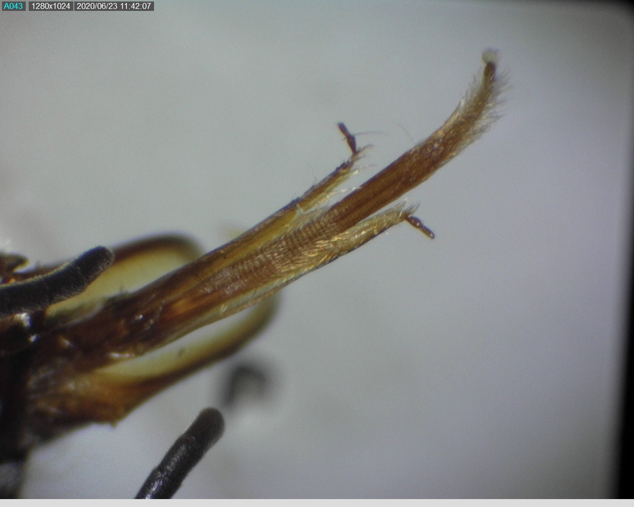 Bee Vet | Bee Culture