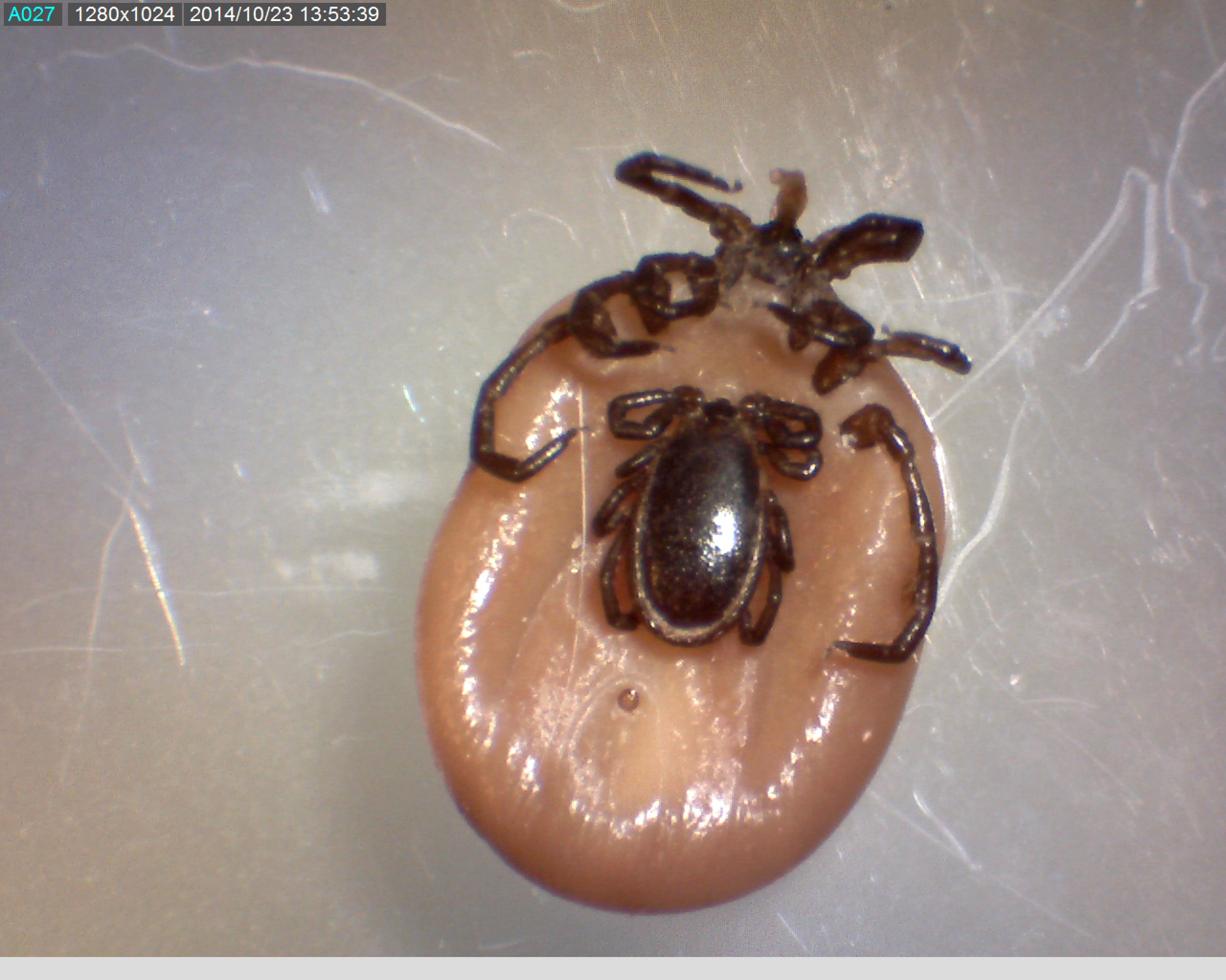 Bee Vet | Bee Culture