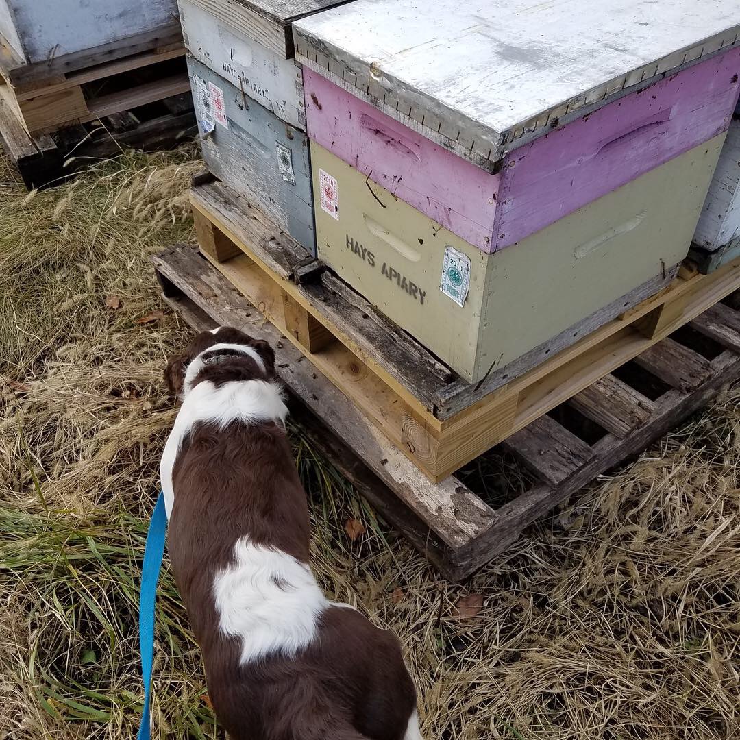 Apiary Inspection Maryland | Bee Culture