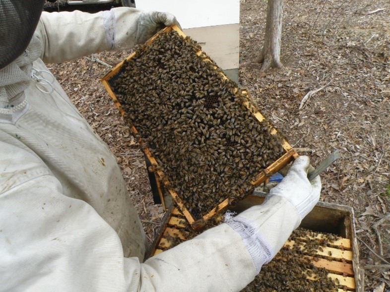 Apiary Inspection Tennessee | Bee Culture