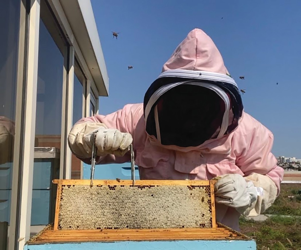 Rooftop Beekeeping-Should You Try It? | Bee Culture