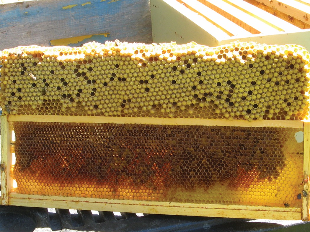 Comparison Of Treatment-Free Cultural Controls With Formic Acid Varroa ...