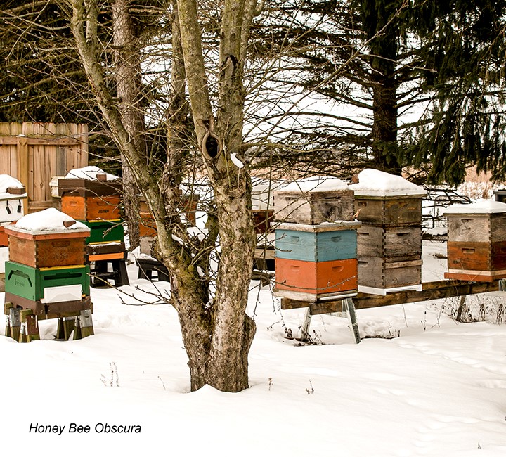 Some Common Principles of the Spring Management of Bee Colonies | Bee ...